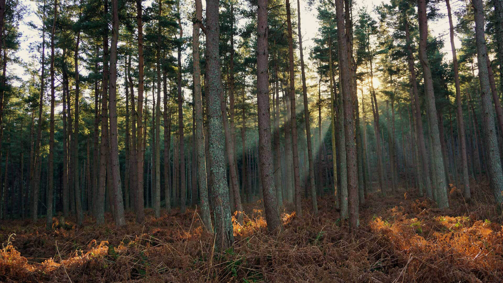 forest – Funky Diver